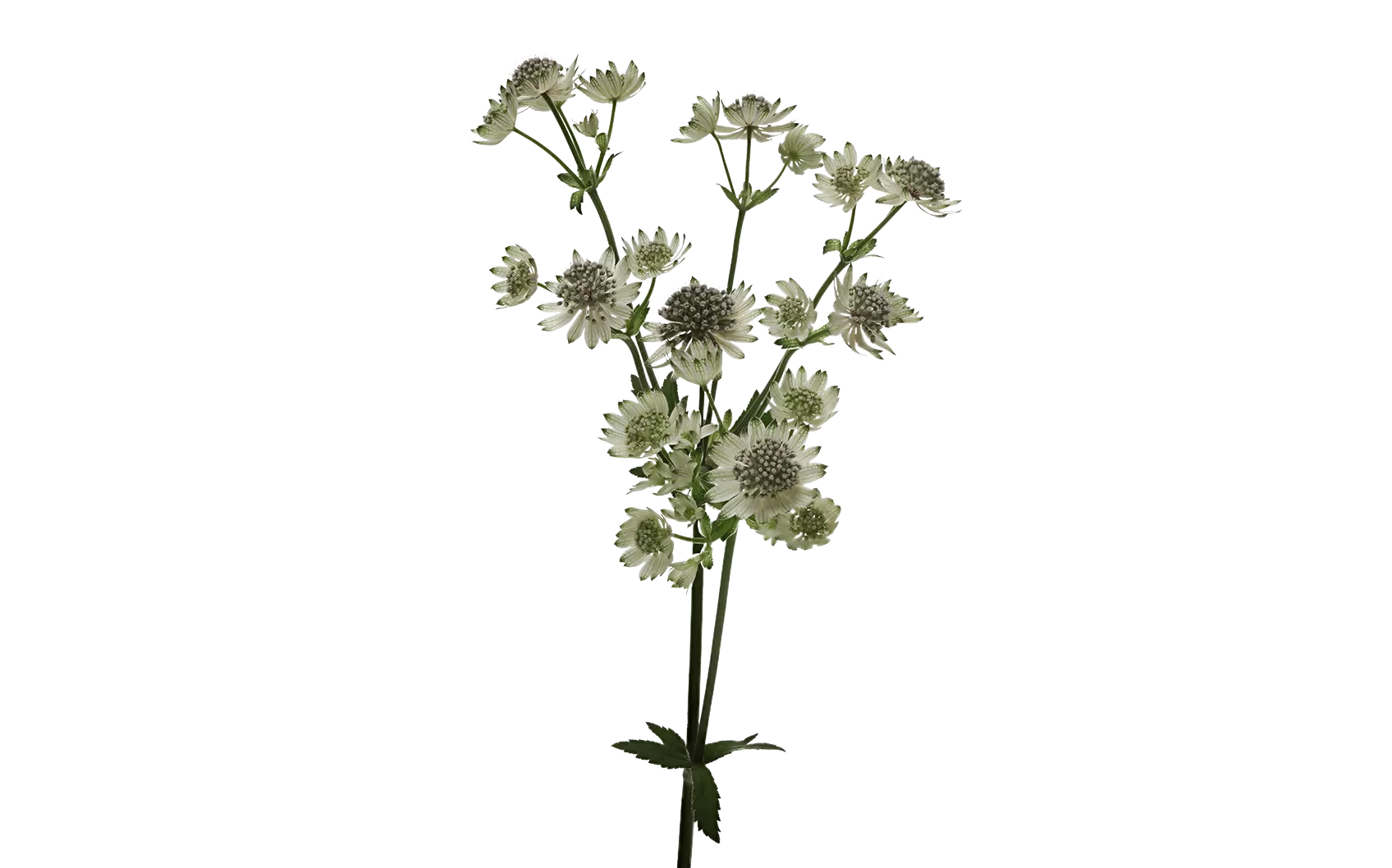 Astrantia Billion Star® XL | Marginpar